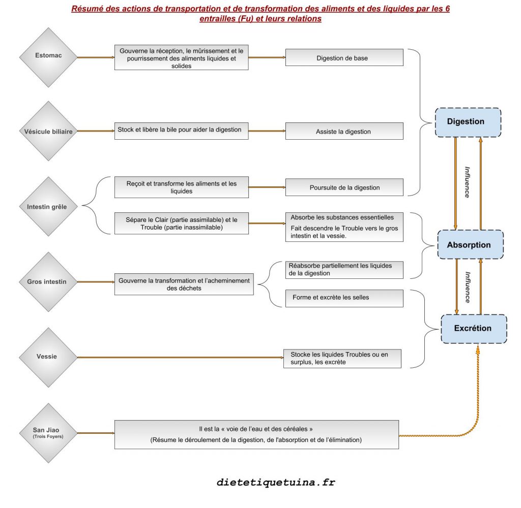 Organes et entrailles en médecine chinoise Archives - Diététique ...