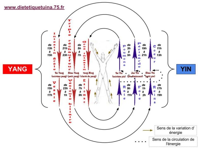 Connexion des méridiens, les 3 Yang et les 3 Yin de la médecine chinoise