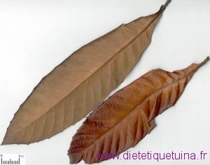 Feuille de néflier du Japon